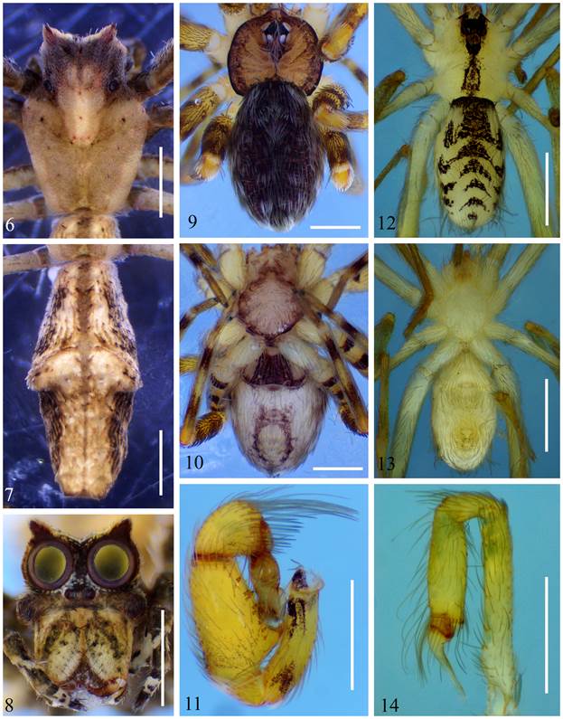 Identificación De Arañas Del Sur De Florida