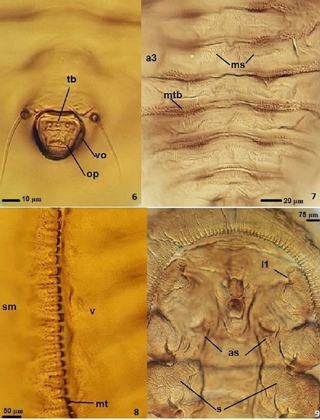 A new whitefly species, Aleuropleurocelus petenensis sp. nov ...