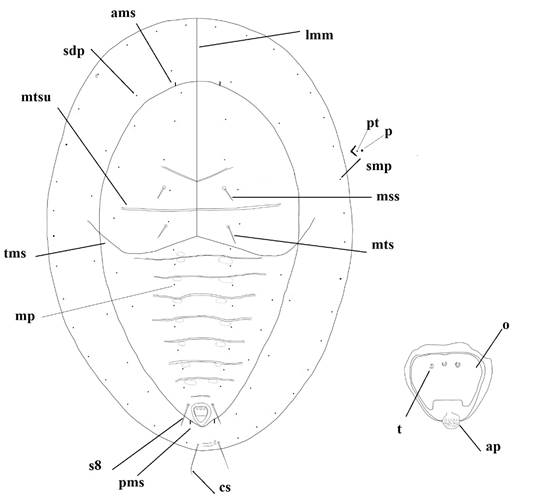 A new whitefly species, Aleuropleurocelus petenensis sp. nov ...
