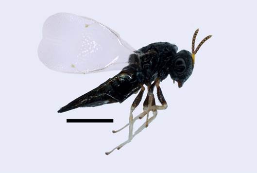 Monitoreo y fluctuación poblacional de parasitoides del picudo del ...