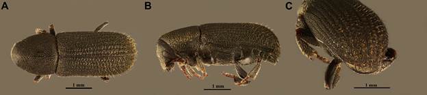 Nuevos registros de Scolytinae (Coleoptera: Curculionidae) en bosques ...