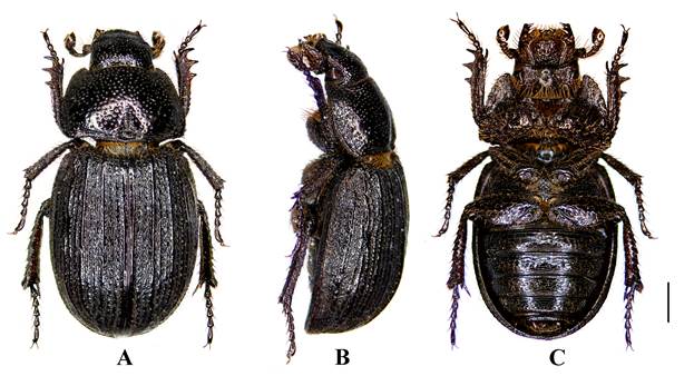 A fifth species of the genus Hybochaetodus from southern Peru highlands ...