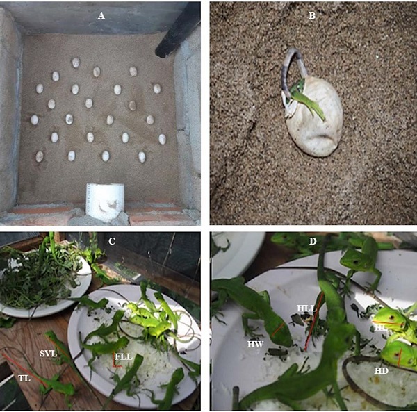 Variation in the morphology of hatchlings of black iguanas Ctenosaura ...
