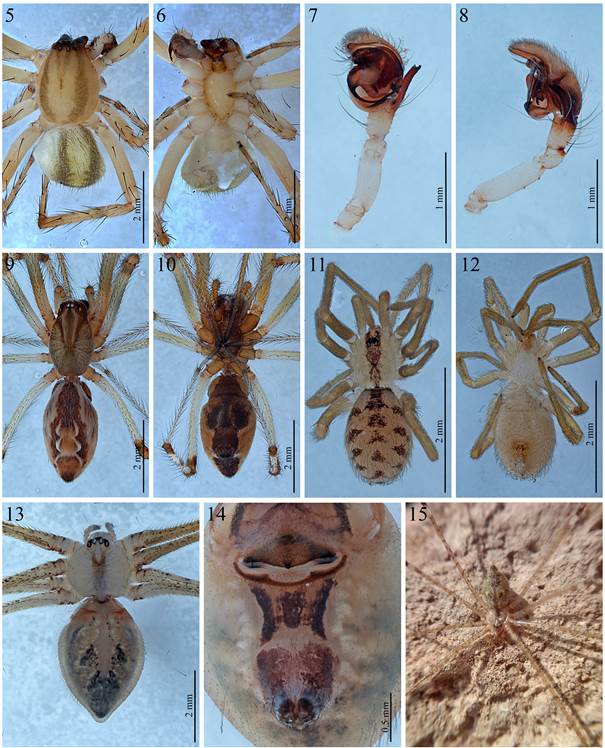 Current knowledge of spiders (Arachnida: Araneae) from Sinaloa, Mexico ...