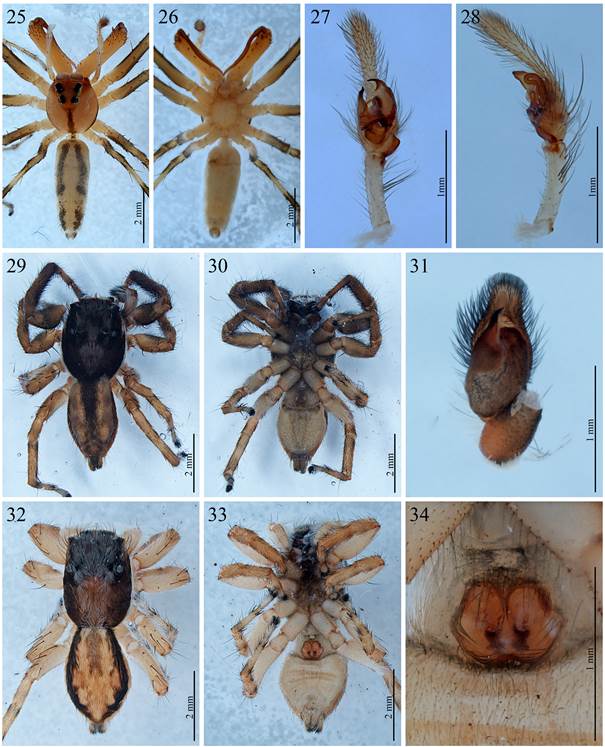 Current knowledge of spiders (Arachnida: Araneae) from Sinaloa, Mexico ...