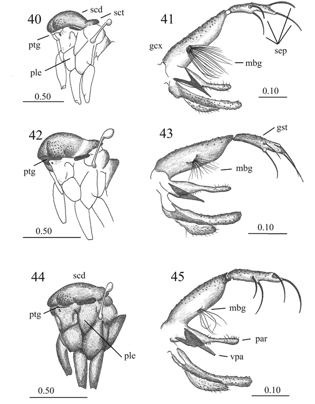 Claves actualizadas para la identificación morfológica de machos y ...