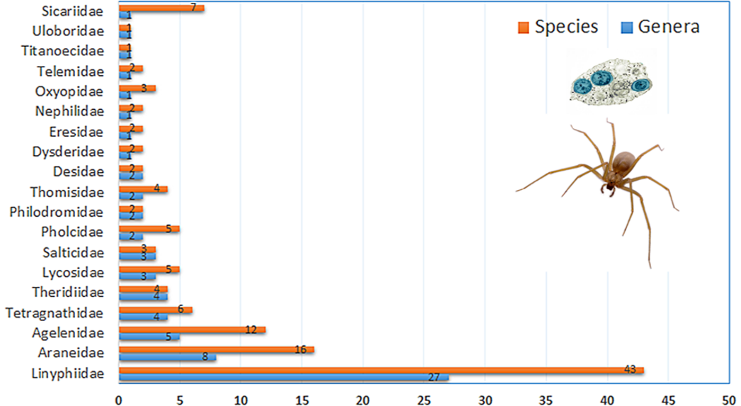 Bacteria in spiders? Presence of Wolbachia (Rickettsiales ...