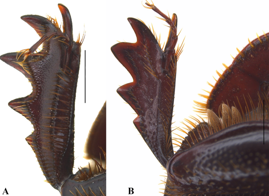 Clave para la identificación de los géneros y subgéneros de escarabajos ...