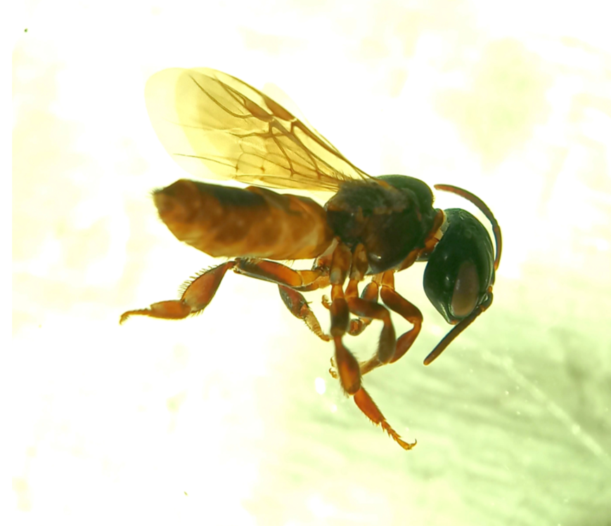 Lestrimelitta niitkib Ayala 1999 (Hymenoptera: Apidae): A thief bee ...