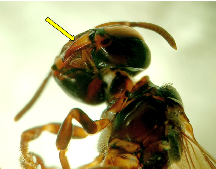 Lestrimelitta niitkib Ayala 1999 (Hymenoptera: Apidae): A thief bee ...