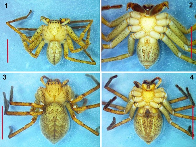 Description of the female huntsman spider Curicaberis pedregal Rheims ...