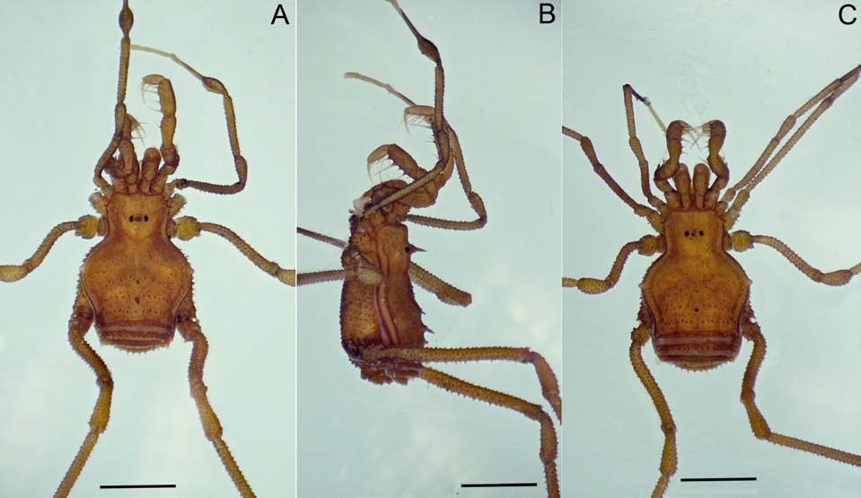 Description of a new species of the genus Potosa Goodnight & Goodnight ...
