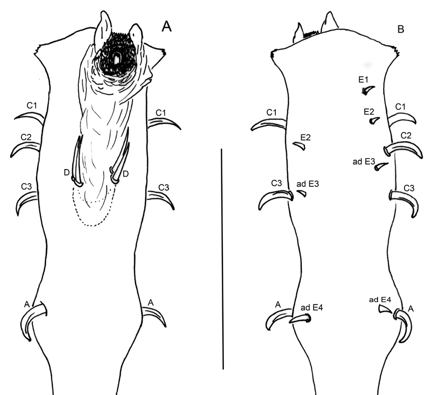 Description of a new species of the genus Potosa Goodnight & Goodnight ...