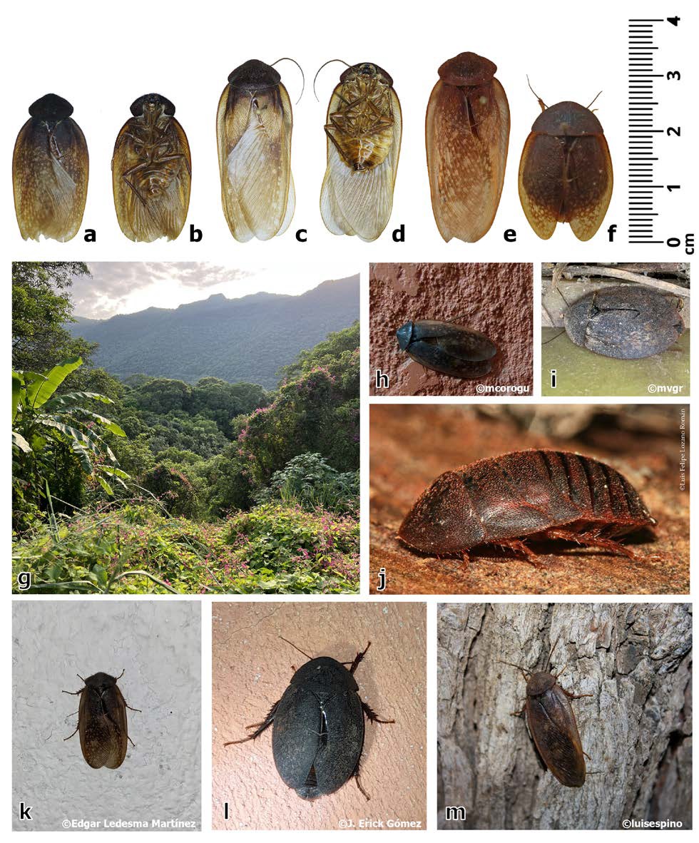 Updating the distribution of the Mexican cockroach Homoeogamia mexicana ...