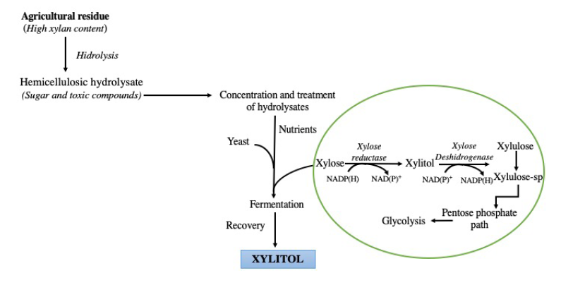 Biotechnological production of xylitol from agricultural waste