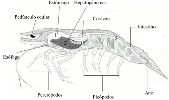 Anatomía De Un Camarón MANUAL PARA LA CRIA DE CAMARONES PENEIDOS