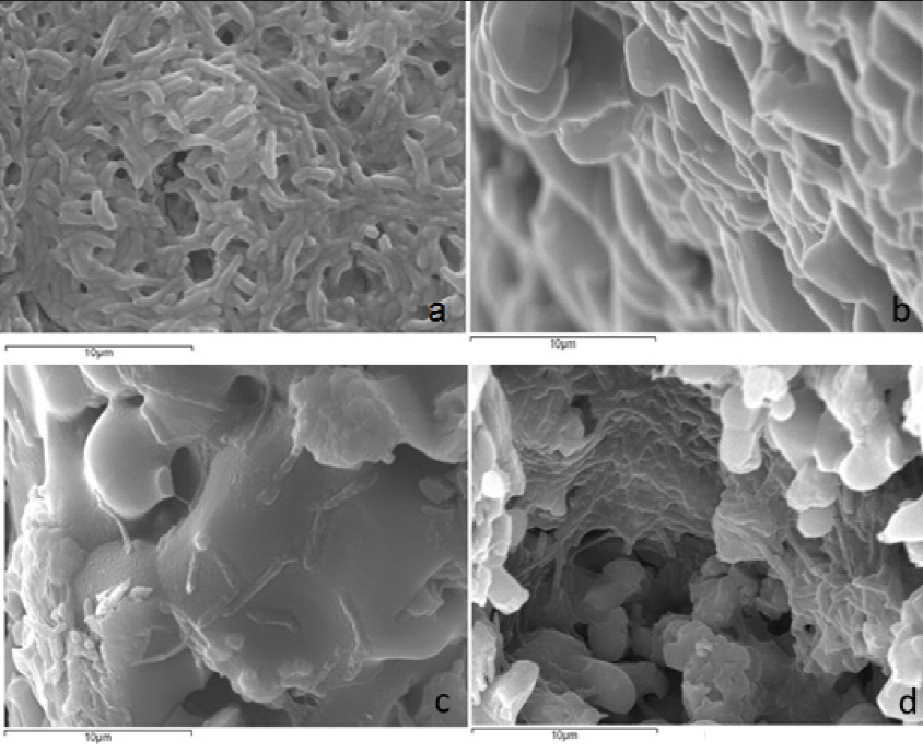 Synthesis of ceramic supports based on HA+ In2TiO5 for accelerated ...