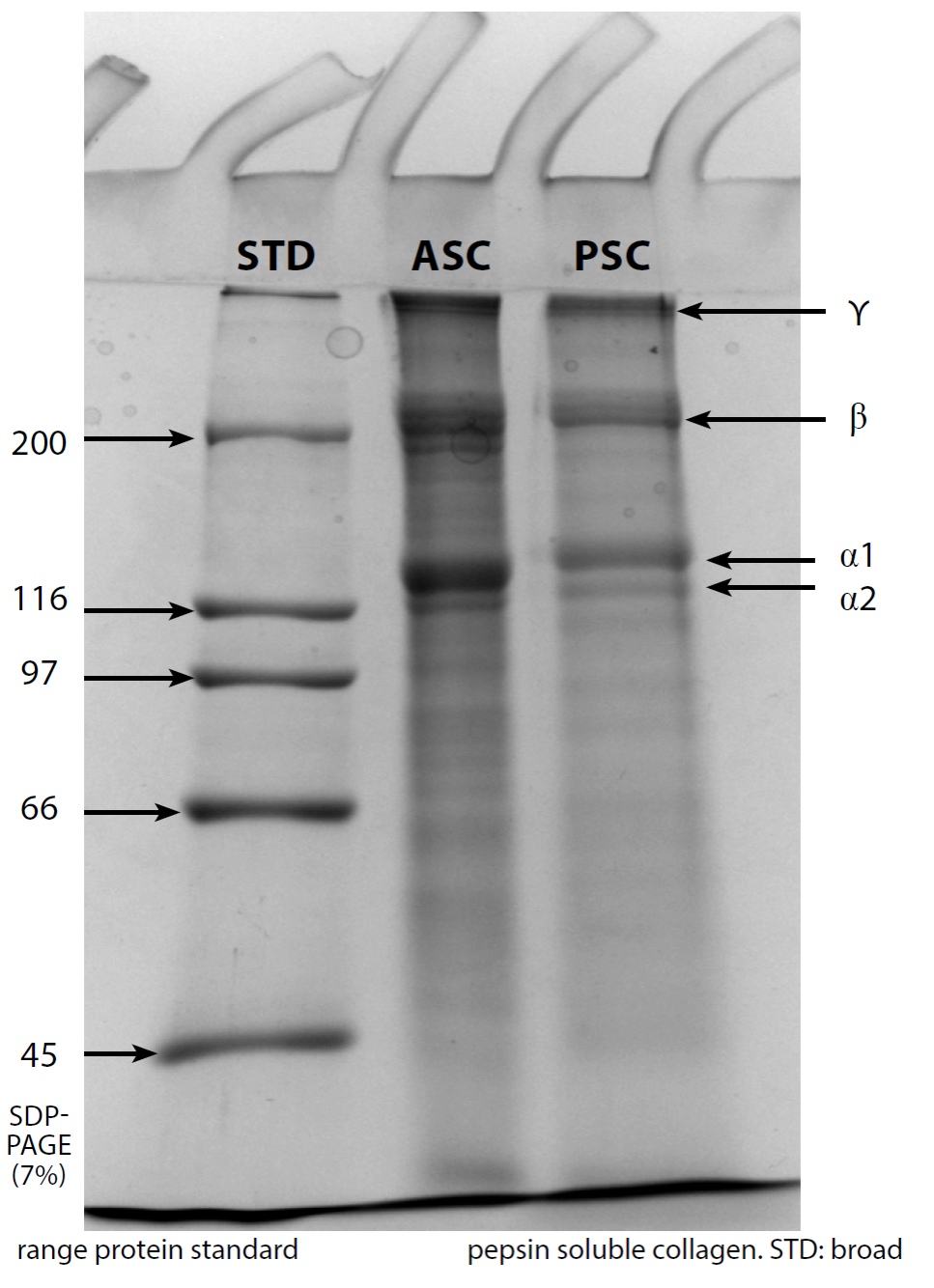 Isolation and properties of collagen extracted from mixed by-products ...