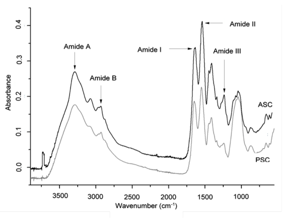 Isolation and properties of collagen extracted from mixed by-products ...