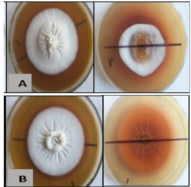 Isolation and characterization of one autochthonous Beauveria sp ...