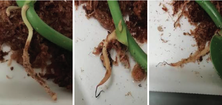 Influencia de la temperatura en la infectividad de Fusarium oxysporum f ...