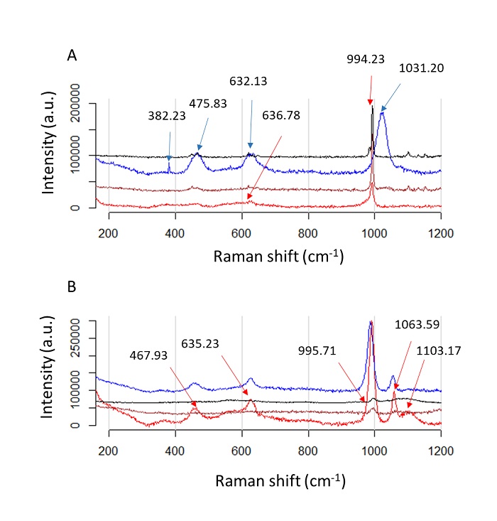 Effect of ion and protein concentration of Ps19, a shell protein from ...
