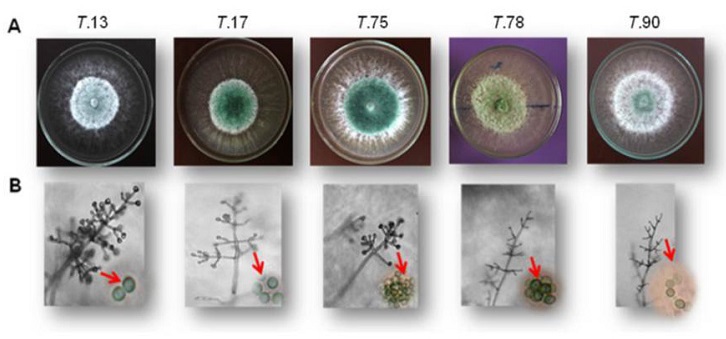 Caracterización morfo - cultural y variabilidad genética y molecular de ...