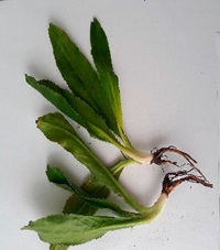 Oreganón, perejil, cilantro, hierbabuena y albahaca a través de ...