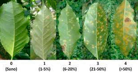 Efectividad de cepas de Trichoderma spp., y Lecanicillium spp., en el ...