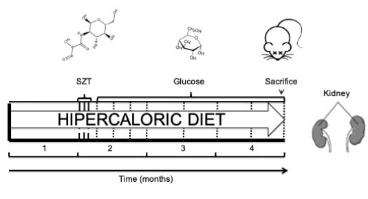 Renal physiopathologic changes in diabetic Golden-Syrian hamsters ...