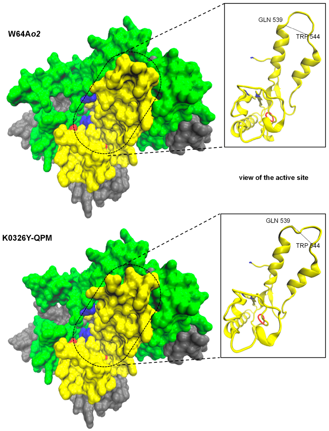 Activity of starch biosynthetic enzymes and their association with ...