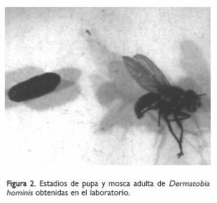 Miasis de nasofaringe, completando ciclo biológico in vitro