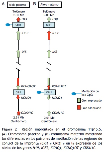 Perfil clínico de una cohorte de pacientes con síndrome de Silver ...