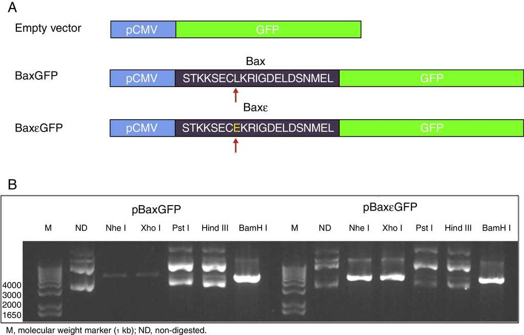 Bactofection of sequences encoding a Bax protein peptide ...