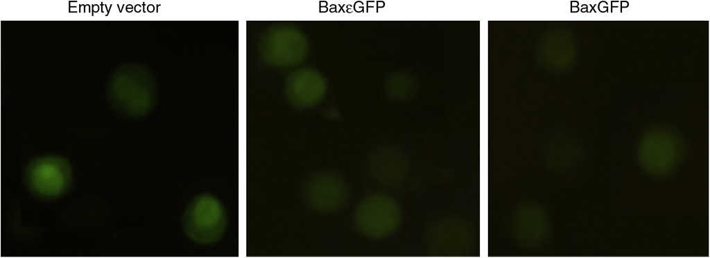 Bactofection of sequences encoding a Bax protein peptide ...