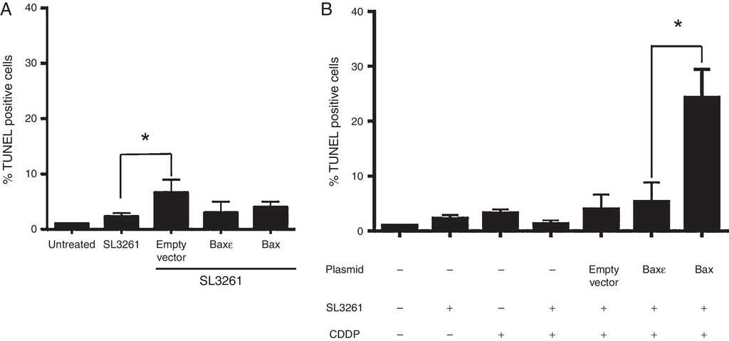 Bactofection of sequences encoding a Bax protein peptide ...