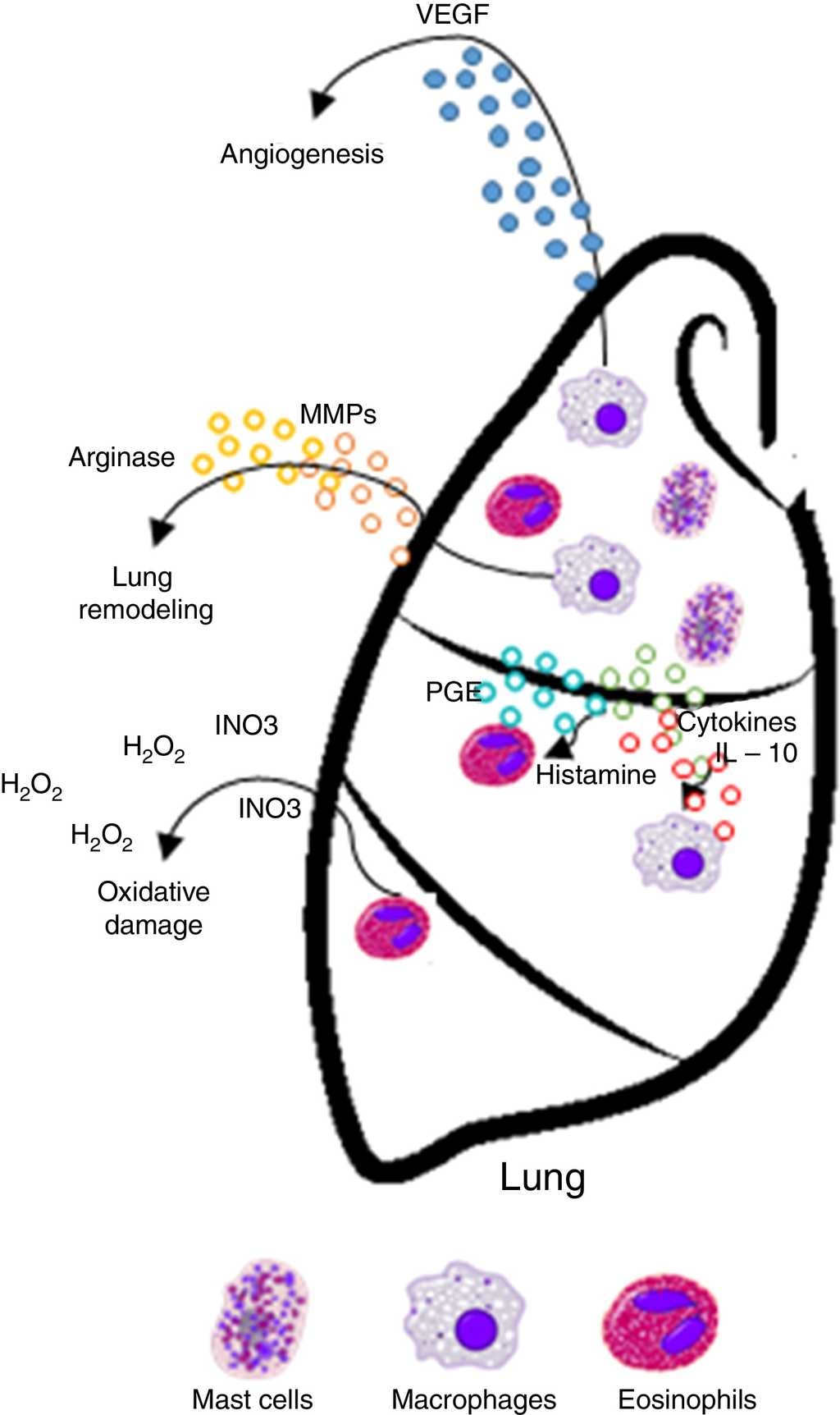Allergies: diseases closely related to cancer