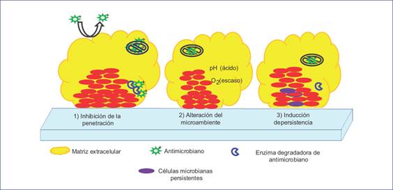 Biopelículas microbianas y su impacto en áreas médicas: fisiopatología ...