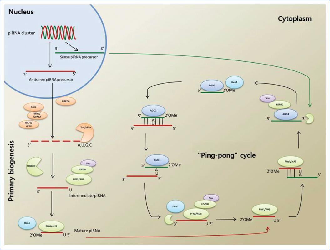 piRNAs: nature, biogenesis, regulation, and their potential clinical ...