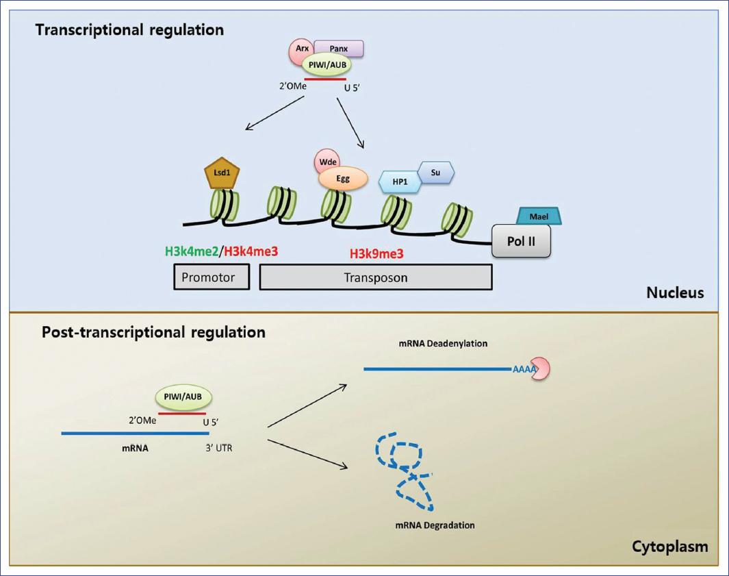piRNAs: nature, biogenesis, regulation, and their potential clinical ...