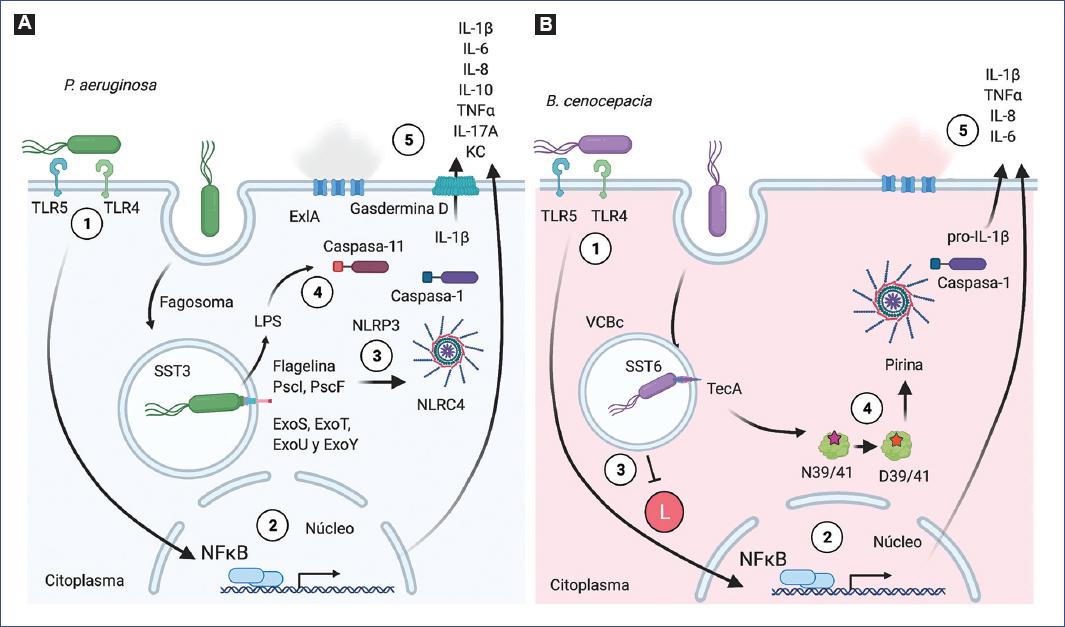 Fibrosis quística: patogenia bacteriana y moduladores del CFTR ...