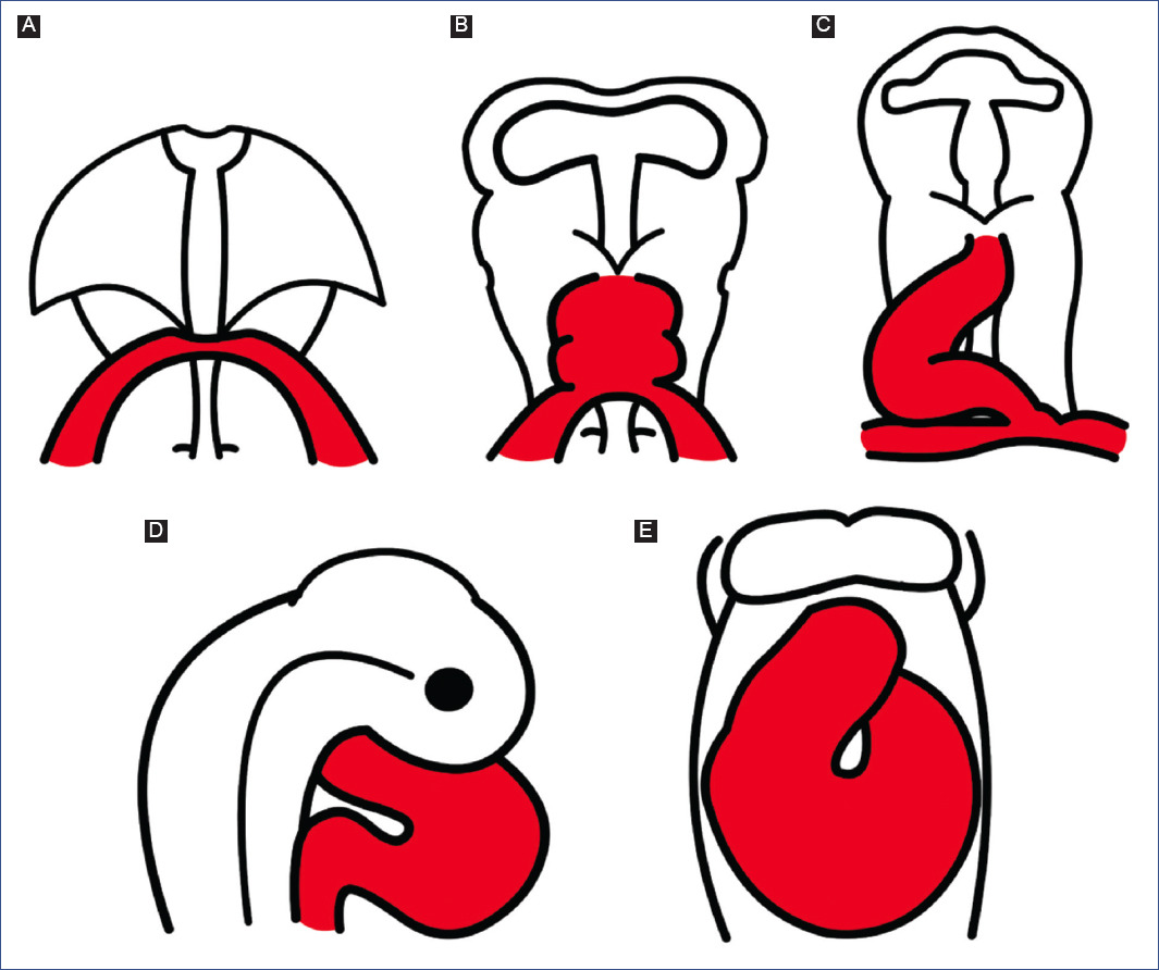 Normal development of the heart: a review of new findings