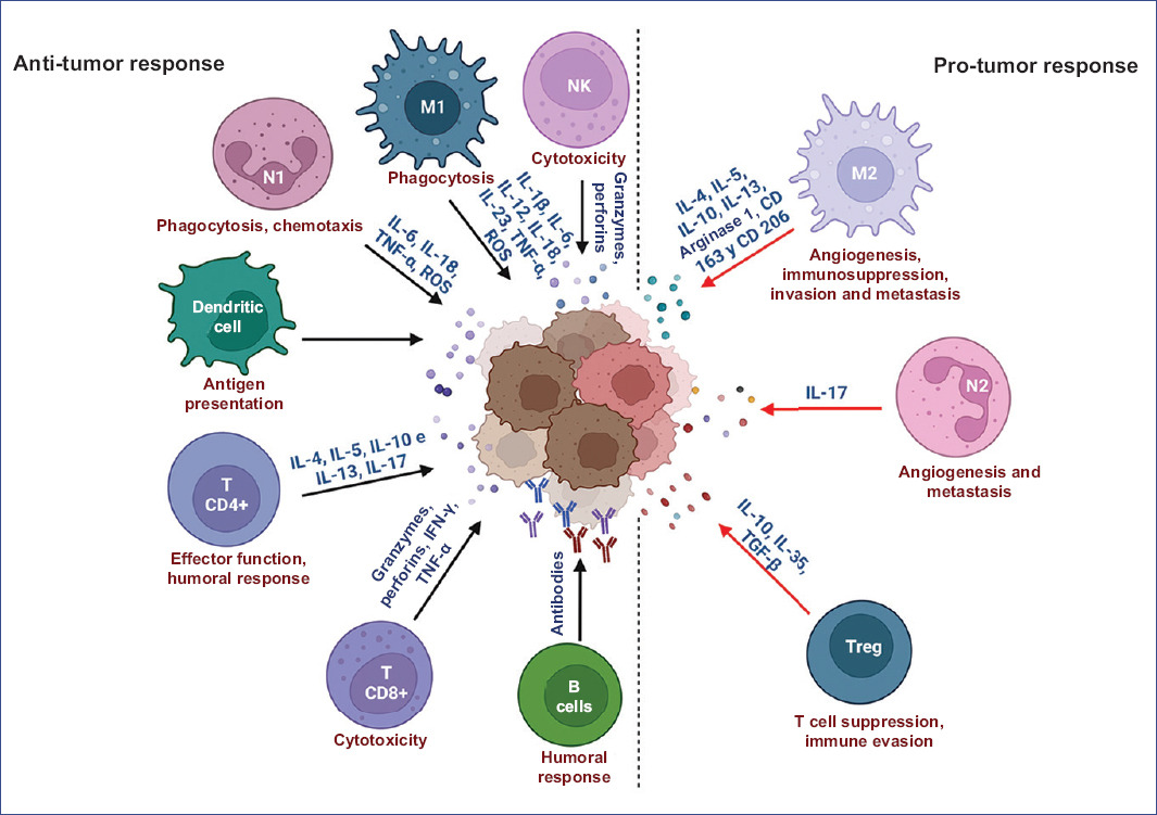Use of monoclonal antibodies in cancer immunotherapy: types and ...