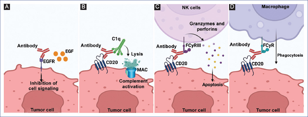 Use of monoclonal antibodies in cancer immunotherapy: types and ...