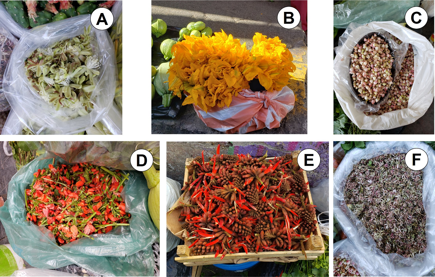 Edible flowers commercialized in local markets of Pachuca de Soto ...