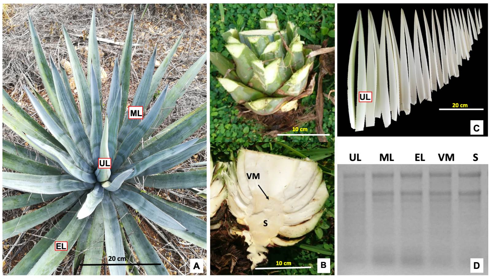 Caracterización in silico y análisis de la expresión génica de ...