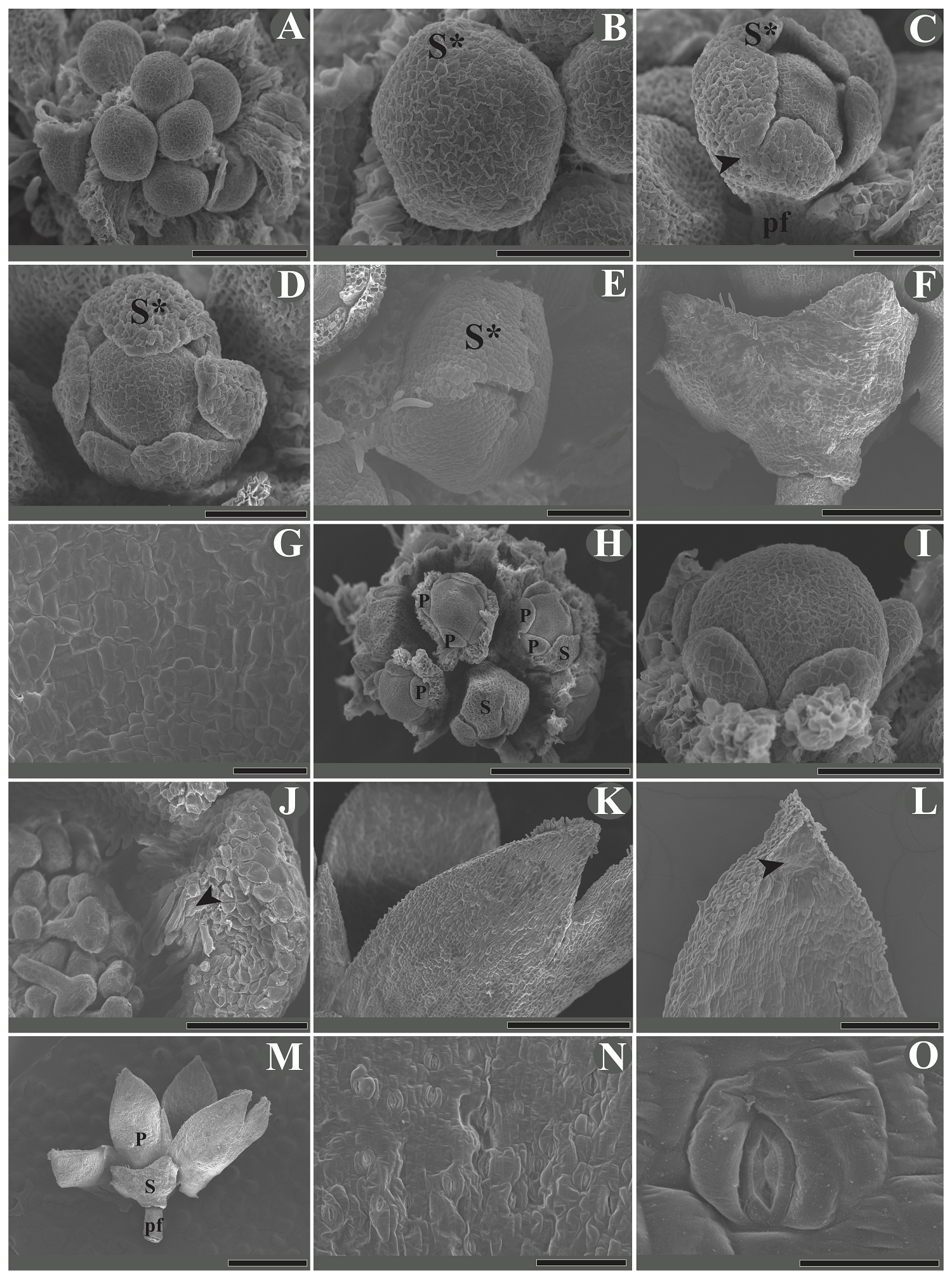 Desarrollo floral de Acaciella angustissima (Leguminosae ...