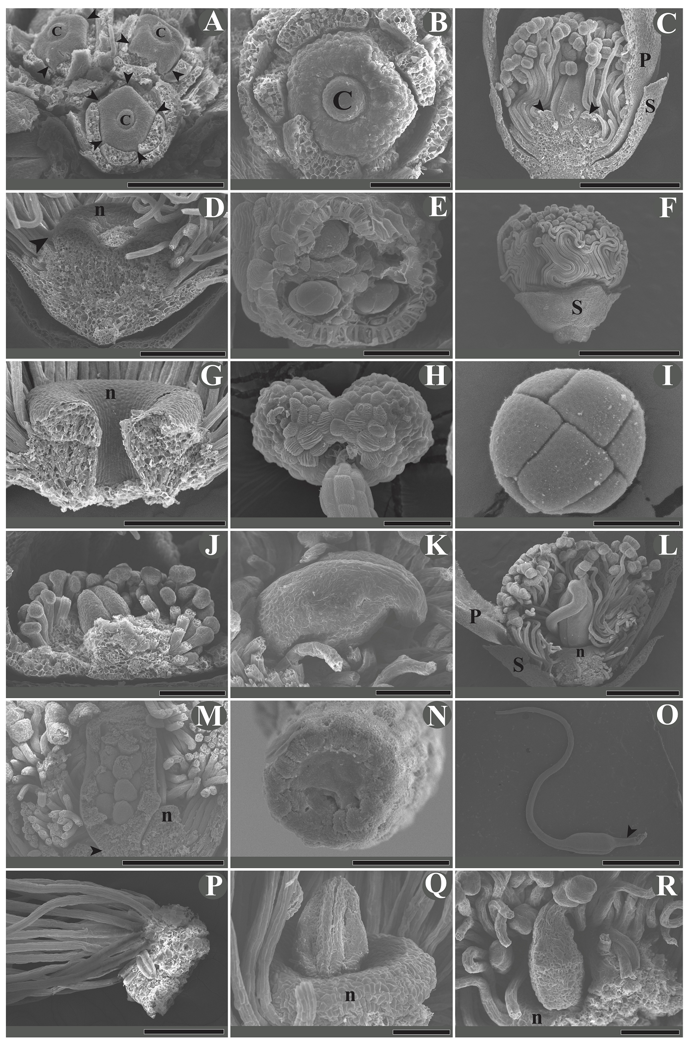 Desarrollo floral de Acaciella angustissima (Leguminosae ...
