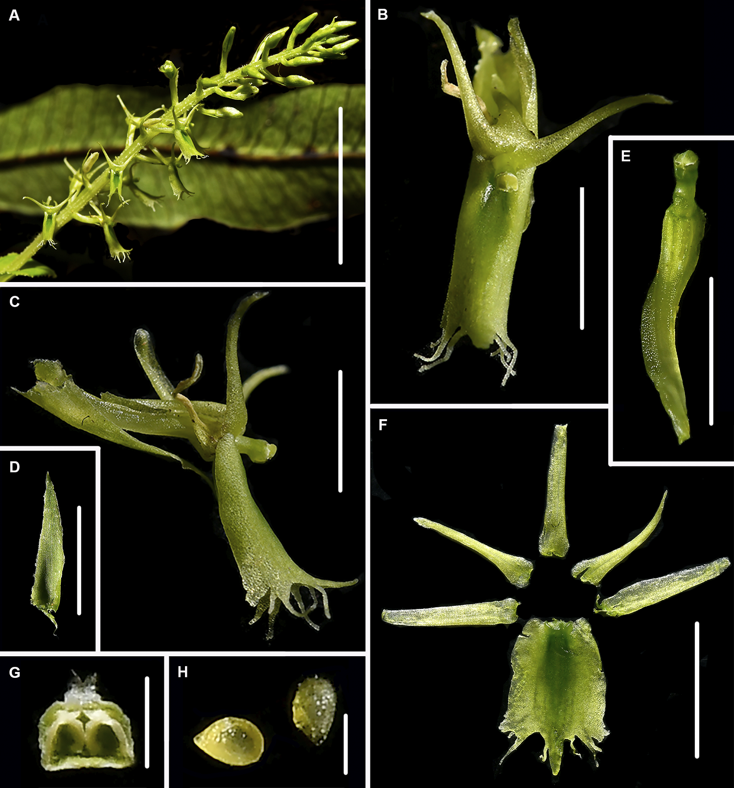 Liparis inaudita (Orchidaceae, Malaxidinae), a new species from the ...