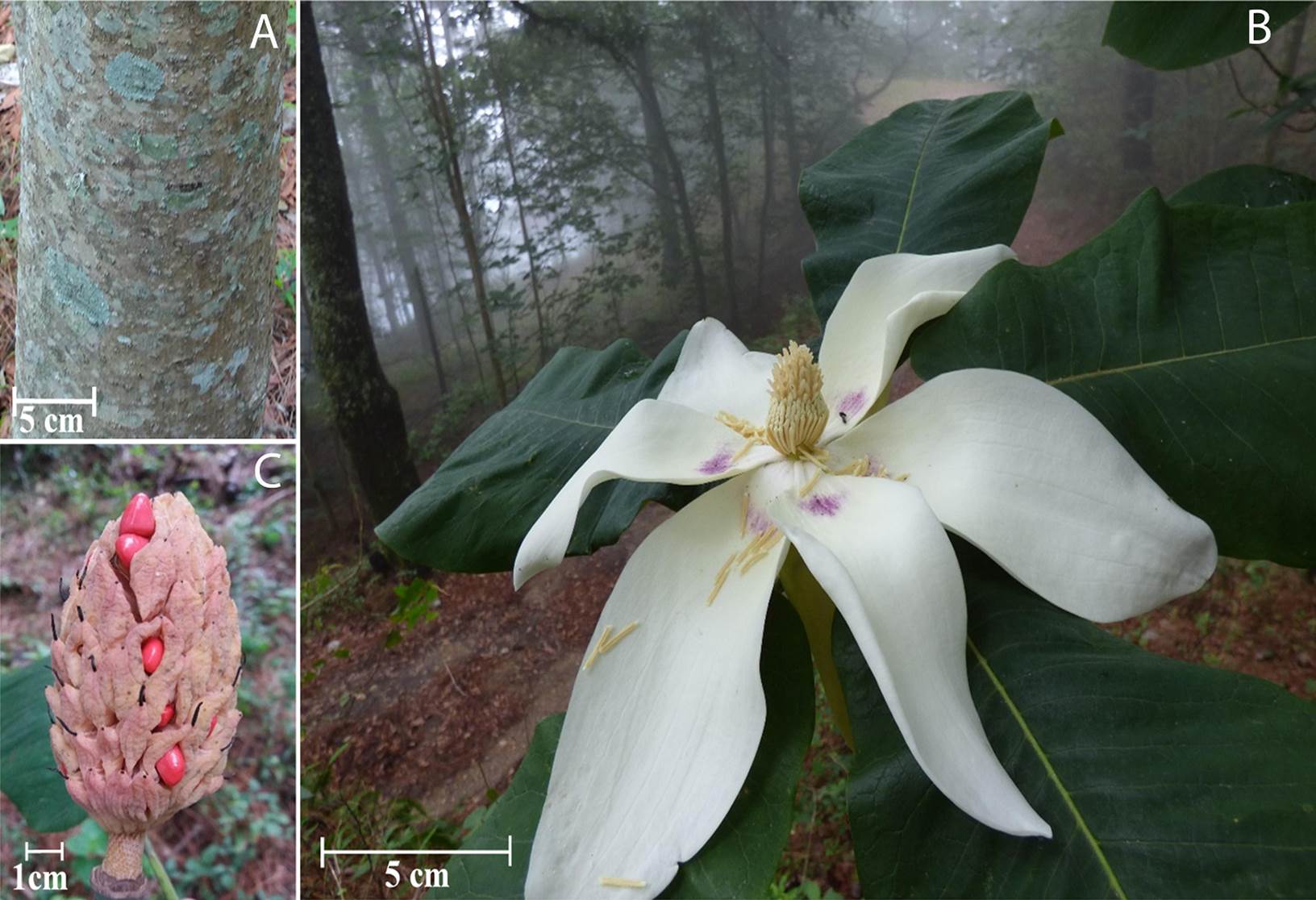 Light quality and temperature fluctuation promote the germination of ...